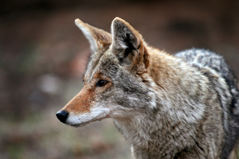 Coyotes Removal & Trapping in Virginia