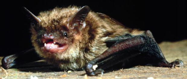 Big Brown Bat - Virginia Wildlife Removal